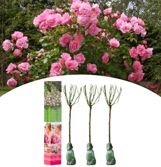NatureNest - Mini stamroos - Meillandina Mini - Roze - 3 stuks - 55-70 ...