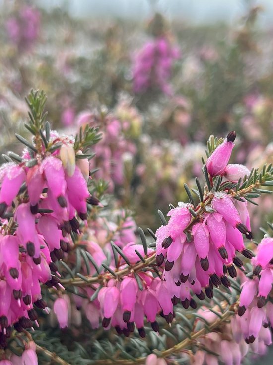 Winterheide Roze - 10 Stuks - Erica carnea 'Ruby Glow' - P9.5 - Plant ...