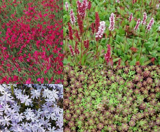 Borderpakket bodembedekkers 12 planten (1,5m2) P9 Pot (9x9x10) | bol