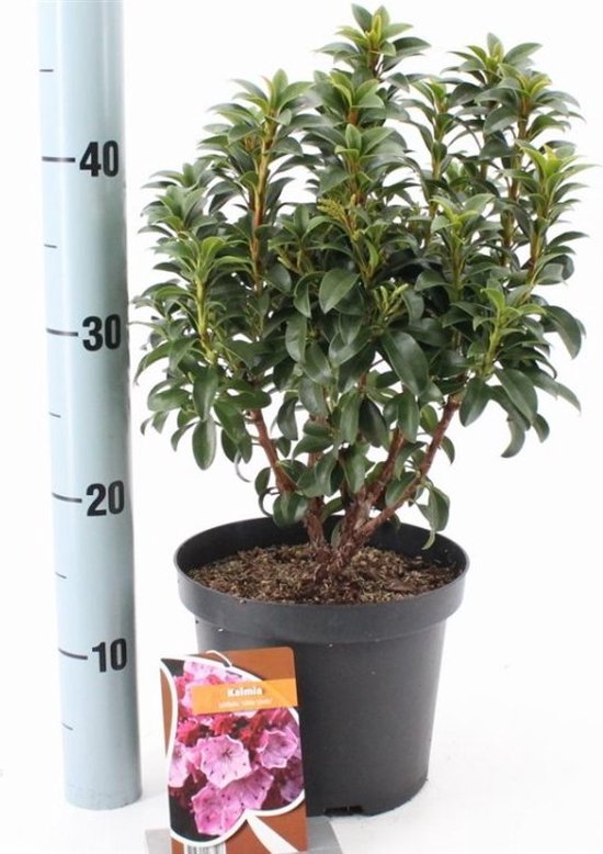 Kalmia latifolia 'Little Linda' - 3 liter pot - 25-30 cm | bol