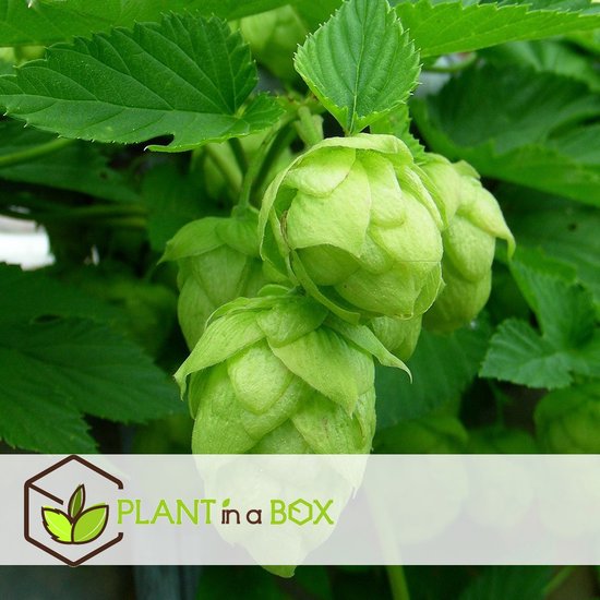 Plant in a Box - Humulus lupulus 'Nordbrau' - 4 Klimplanten ...