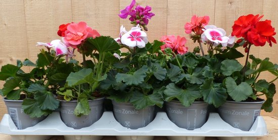 Geranium Staand 10 potjes in tray kleur mix | bol