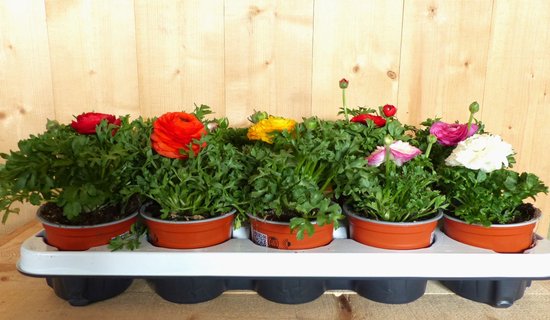 Ranonkels 10 stuks in tray mix kleuren | bol