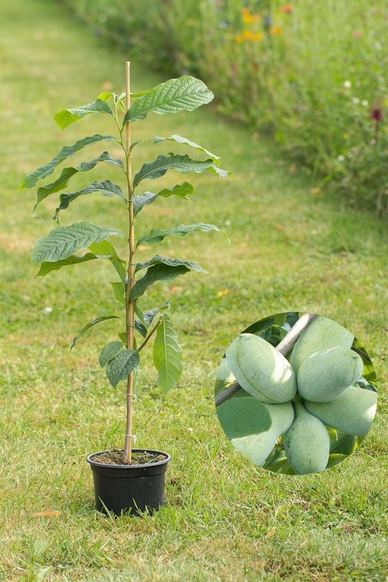 Jonge Pawpaw boom | Asima triloba | 80-100cm hoogte | bol