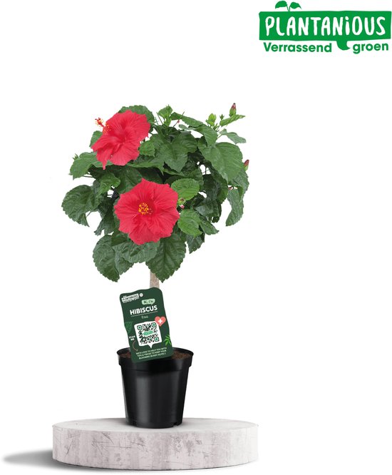 Tuinplantenshop.com | Hibiscus Rosa-sinensis Rood - Ø19cm - 65-75cm ...