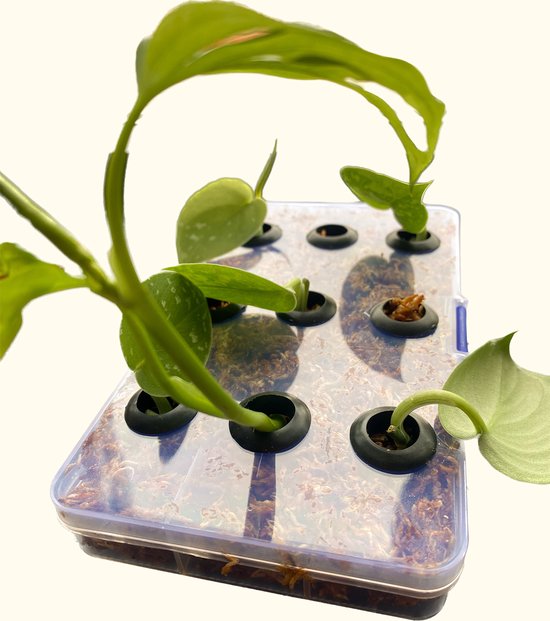 Stekstation | PlantStuff | bewortelen van stekjes | ophangbaar | voor 9 ...