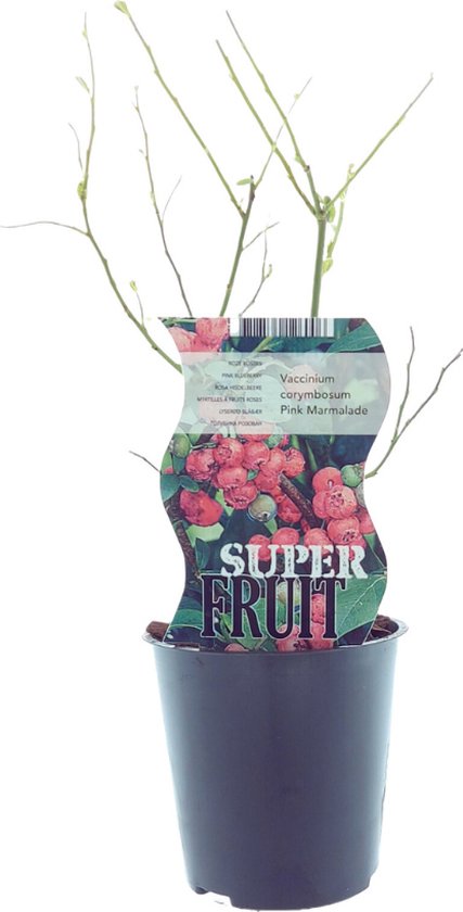 3 stuks Roze bosbessenstruik, Fruitstruik, Kleur Roze,Lichtroze ...