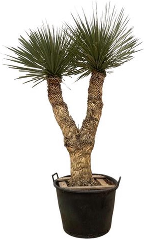 Yucca Rostrata Hidra boom buiten, ca. 200 cm hoog, Blue Beaked Yucca | bol
