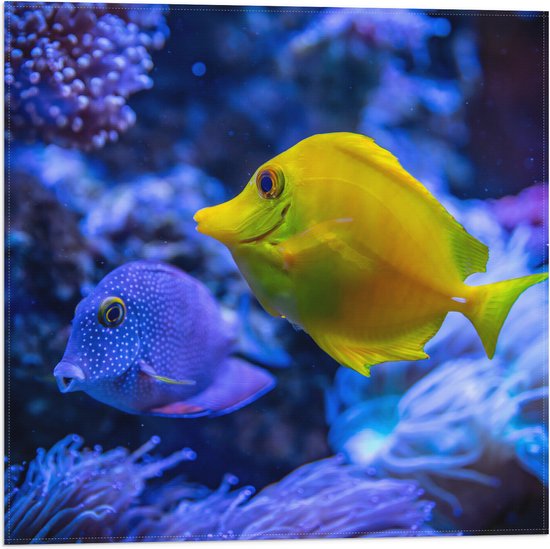 Vlag - Blauwe en Gele Vis zwemmend tussen het Koraal - 50x50 cm Foto op ...