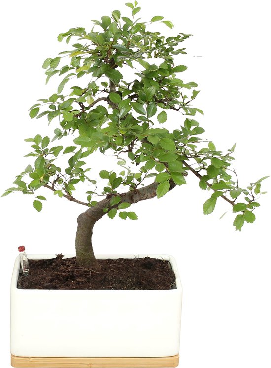 Bonsai van Botanicly – Bonsai Mix – Hoogte: 40 cm – Bonsai Mix | bol