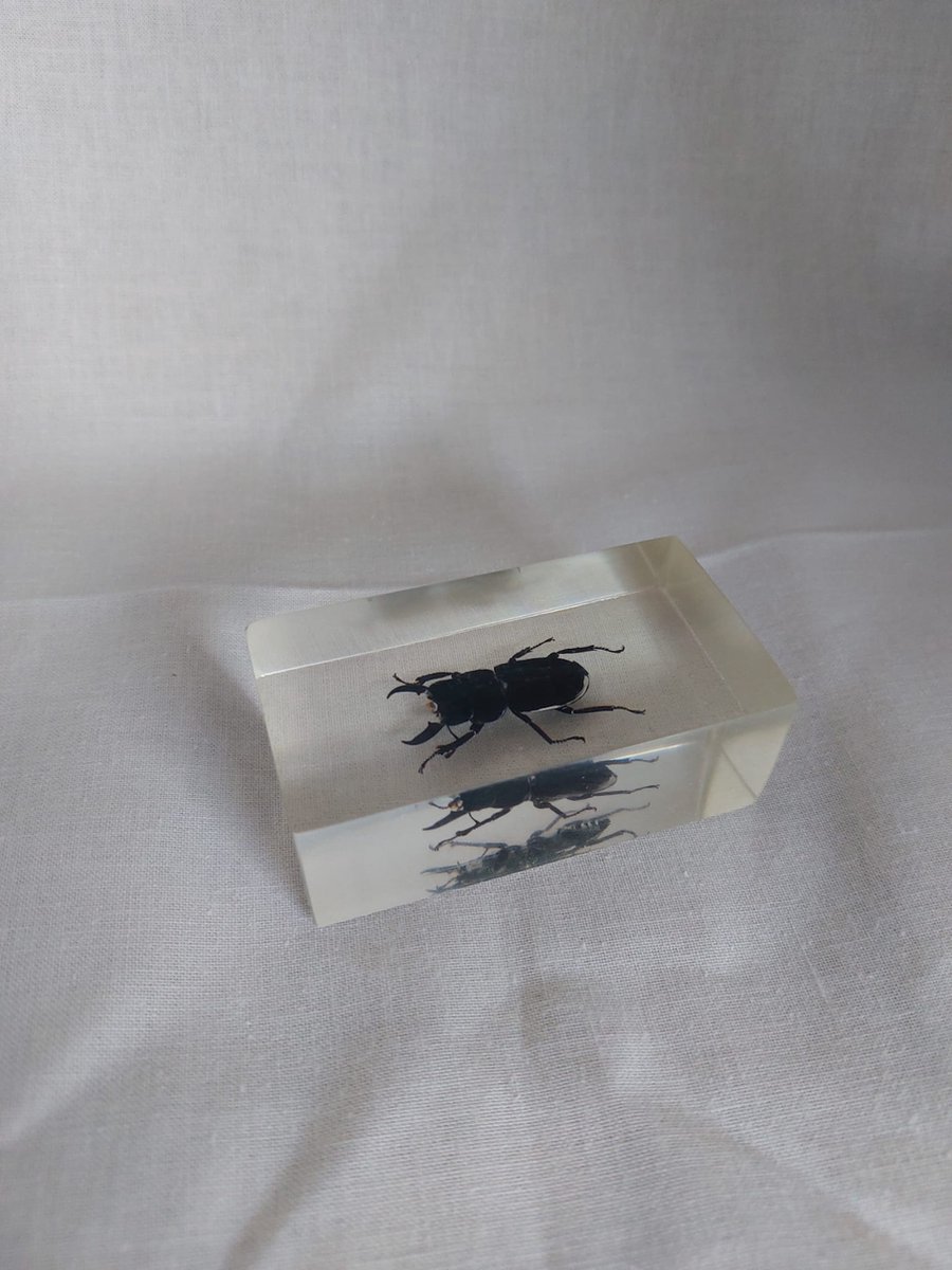 Kunstinsect in Hars - Realistisch Kunstharsobject - 8 x 4 cm - Nep ...