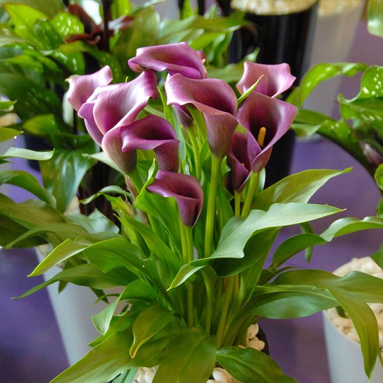 Calla Paco® | 3 stuks | Knol | Snijbloem | Geschikt voor in Pot | Paars ...
