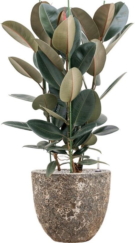 Plant in Pot Ficus Elastica Abidjan 110 cm kamerplant in Baq Lava Relic ...