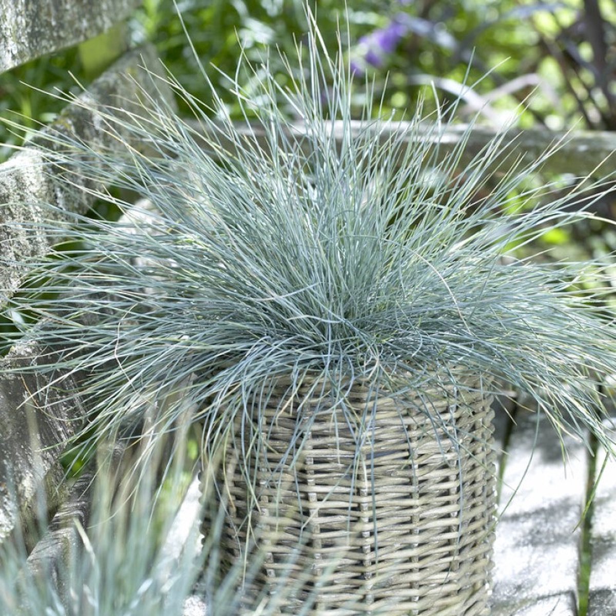 4 x Blauw Schapengras of Zwenkgras - Winterhard Siergras - Festuca ...