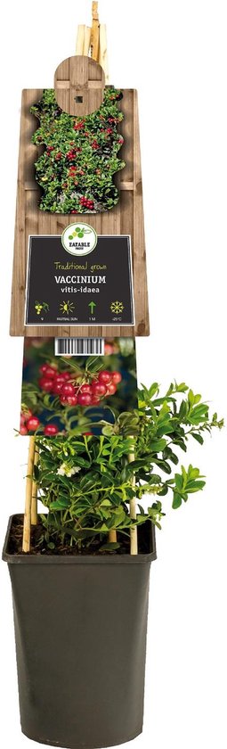 Rode Bosbes Vaccinium Vitis Idaea 75 cm klimplant | bol.com