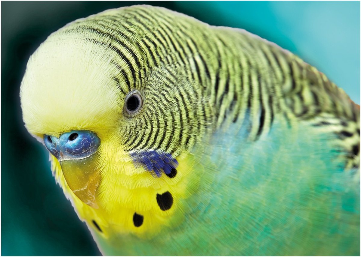 BWK Diamond Paintings - Close-Up van een Gras Parkiet - 40x30cm(35x25cm ...