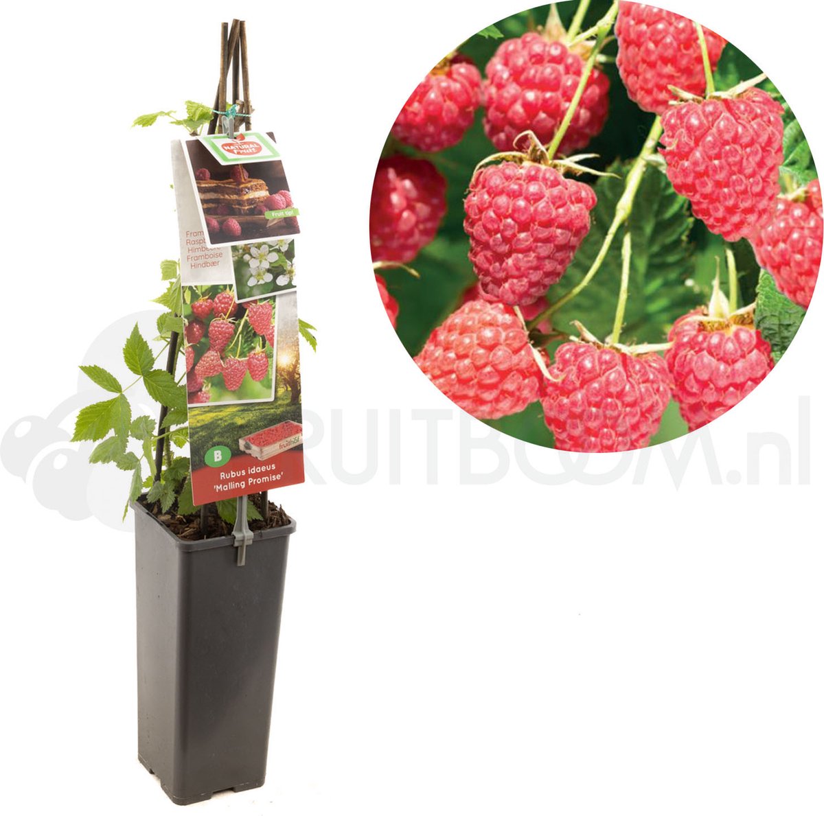 Frambozenstruik - Rubus idaeus 'Malling Promise' - winterharde ...