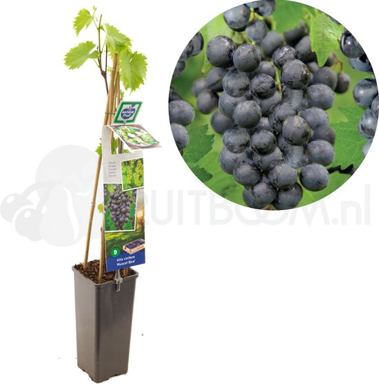 Blauwe druivenplant - Vitis vinifera Muscat Blue - Grote blauwe tafel ...