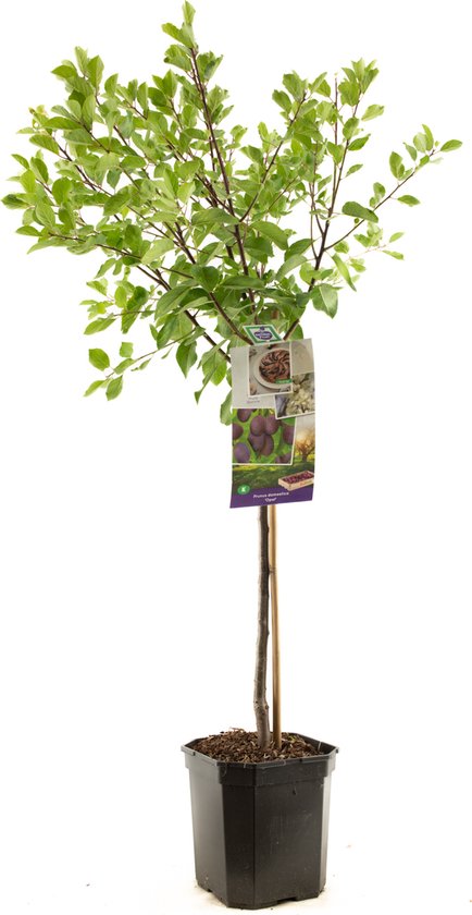 Pruimenboom - Prunus domestica Opal - blauw paarse pruim - laagstam ...
