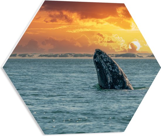 PVC Schuimplaat Hexagon - Deel van Walvis boven Wateroppervlak bij ...