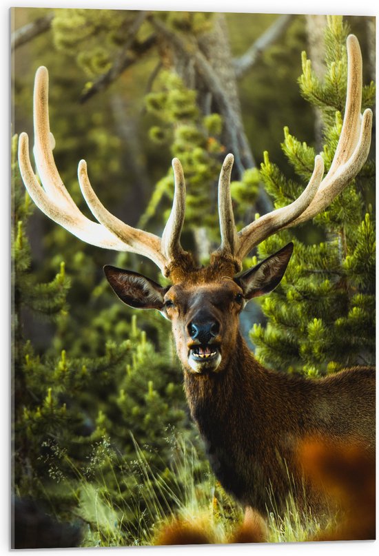 WallClassics - Acrylglas - Hert met Groot Gewei in het Bos - 50x75 cm ...