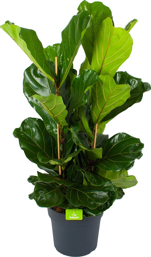 Ficus Lyrata - Tabaksplant - Toef - p34 h120 - Kamerplant | bol.com