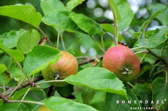 Grote Appelboom | Malus domestica ‘Rode Boskoop’ | Halfstam | 230 - 280 ...