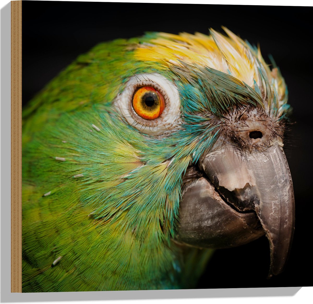 WallClassics - Hout - Groene Parkiet met Gele Parkiet tegen Zwarte ...