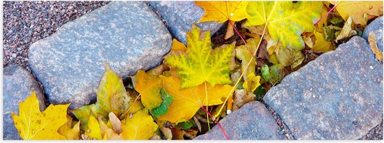 WallClassics - Poster (Mat) - Gele Herfstbladeren tussen de Stoep ...