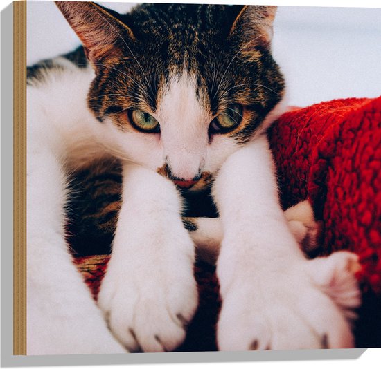 Hout - Uitrekkende Huiskat op Rood Kleed - 50x50 cm - 9 mm dik - Foto ...