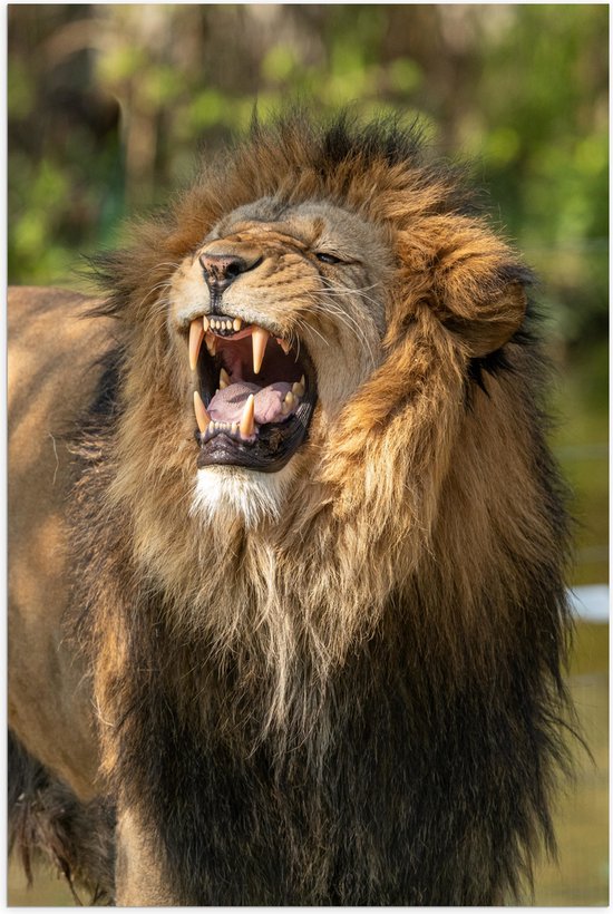 WallClassics - Poster (Mat) - Brullende Leeuw in Bosgebied - 50x75 cm Foto op... | bol