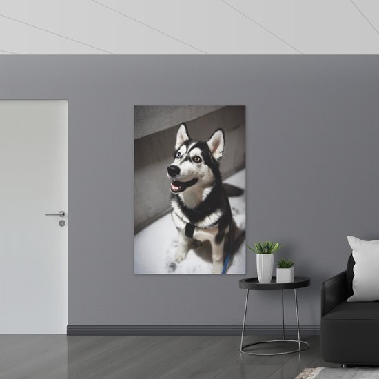 WallClassics - Plaque de Mousse PVC - Husky Bon Assis aux Yeux Oranje ...