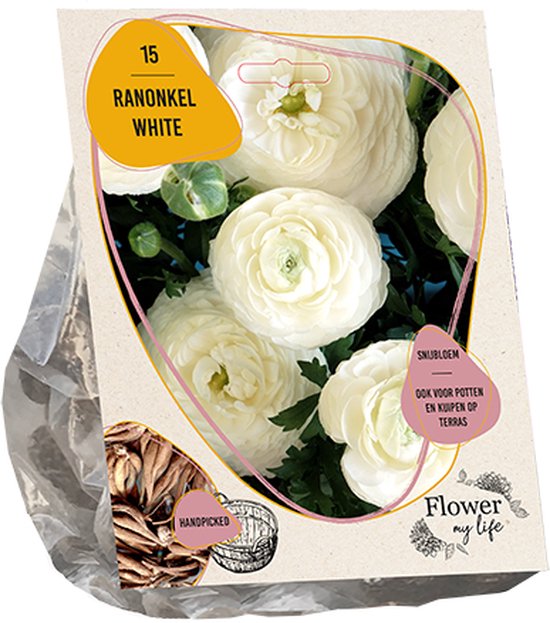 Ranonkel flower my life white per 15 | bol.com