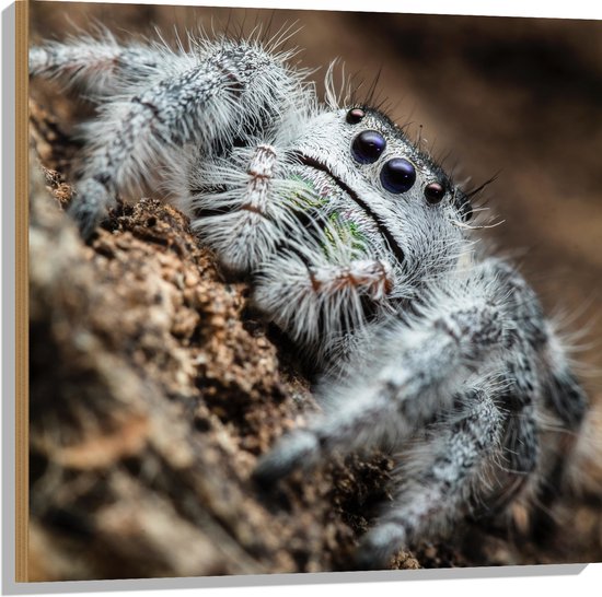 Hout - Grote Witte Spring Spin - 80x80 cm - 9 mm dik - Foto op Hout ...