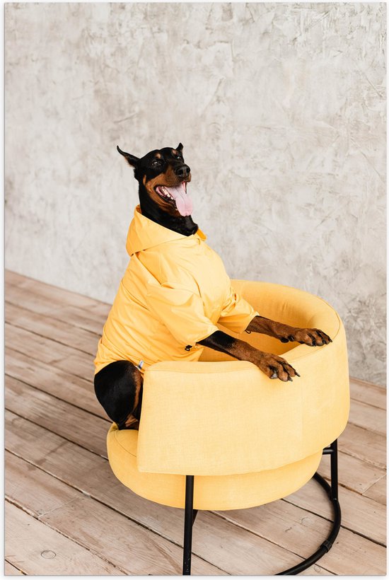 WallClassics - Poster (Mat) - Blije Hond met Gele Jas - 70x105 cm Foto ...