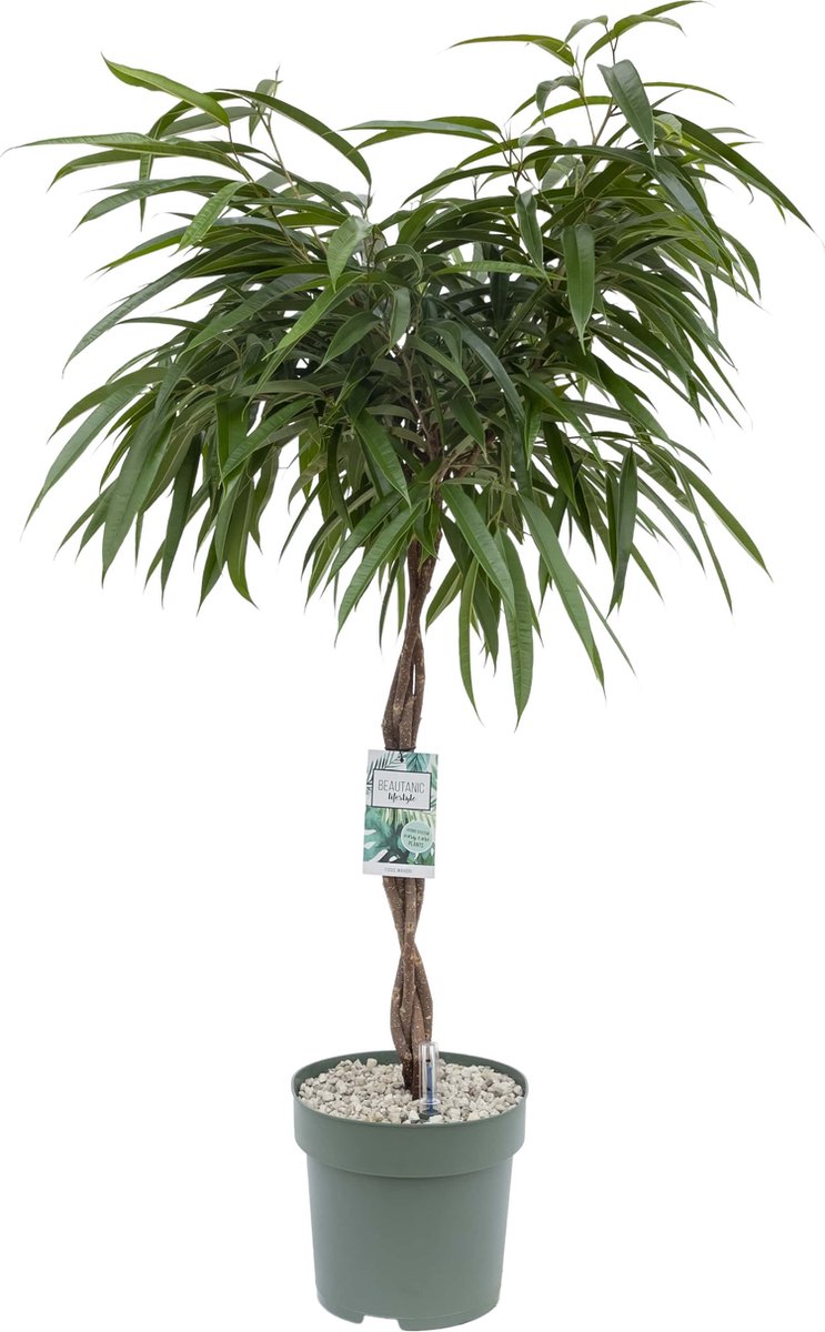 Ficus Mahori (Alii) gevlochten stam - met watermeter - 110cm hoog ...