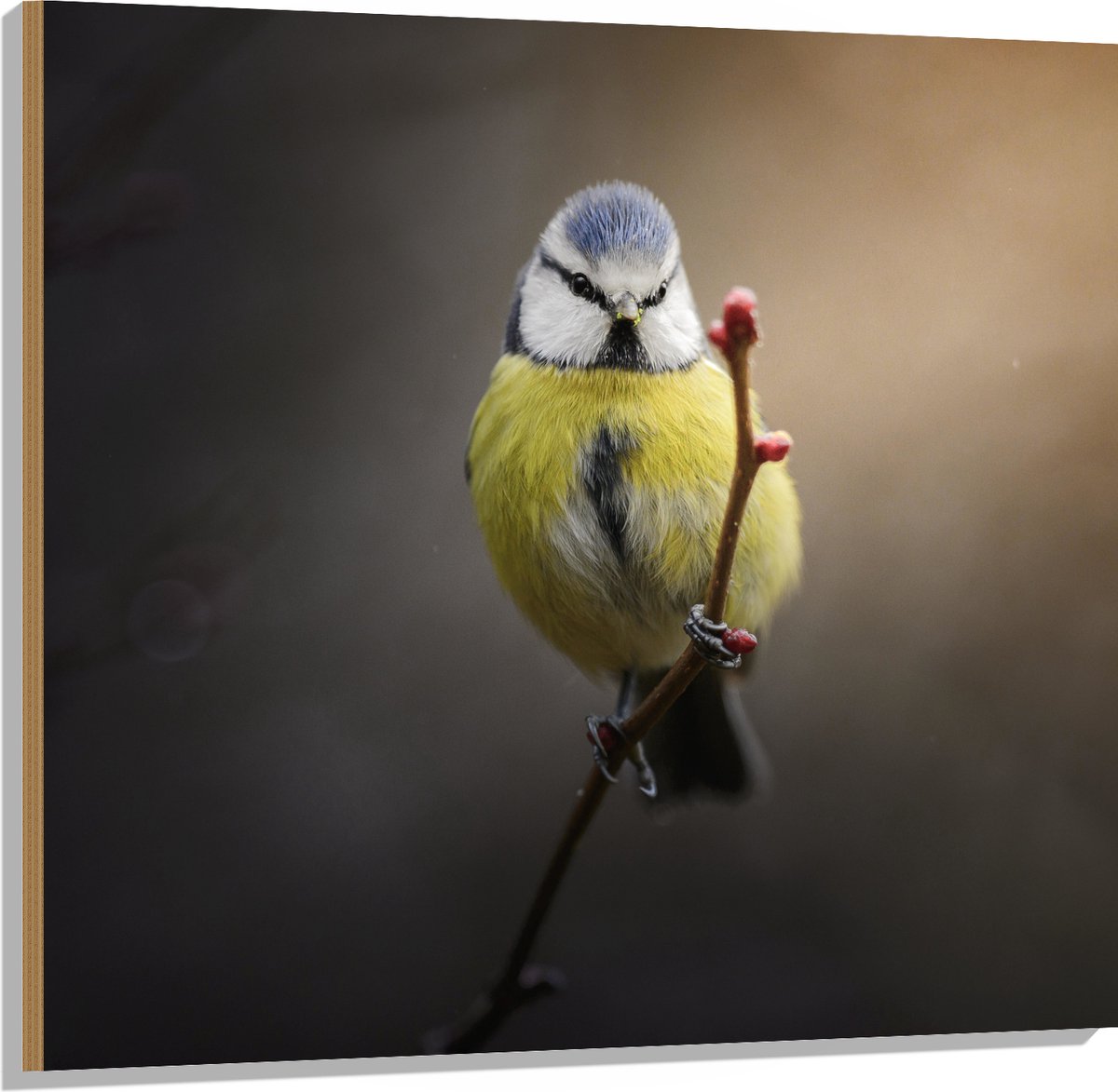 WallClassics - Hout - Pimpelmeesje - 100x100 cm - 9 mm dik - Foto op ...