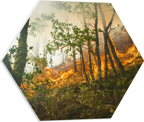 WallClassics - PVC Schuimplaat Hexagon - Brand door Bomen in het Bos ...