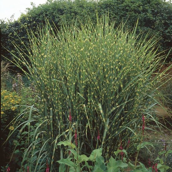 12 x Tijgergras / Bont Prachtriet - Winterhard Siergras - Miscanthus ...