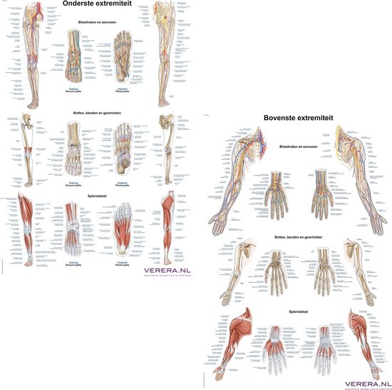 Anatomie posters bovenste en onderste extremiteit (Nederlands/Latijn, papier, 50x70... | bol