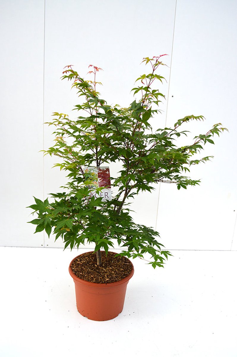 Japanse esdoorn Acer palmatum 'Osakazuki' | bol.com