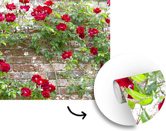 Behang - Fotobehang Klimplant met rode bloemen op een stenen muur ...