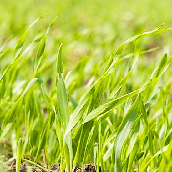 MRS Seeds & Mixtures Westerwolds raaigras | bol