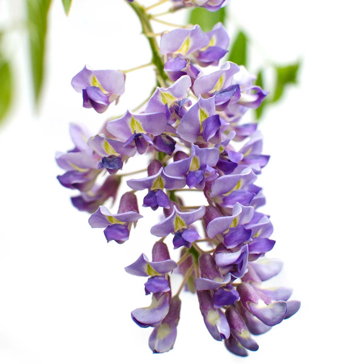 Garden Select - Set de 3 Glycine sinensis - Glycine - Pot ⌀9cm ...