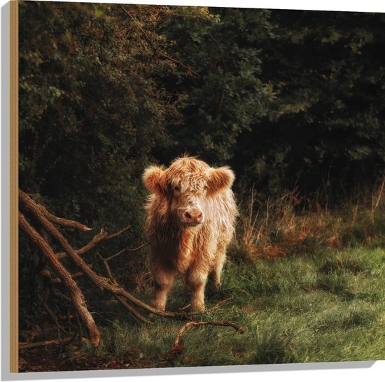 WallClassics - Hout - Fluffy Bruine Schotse Hooglander in Begroeid Bos ...