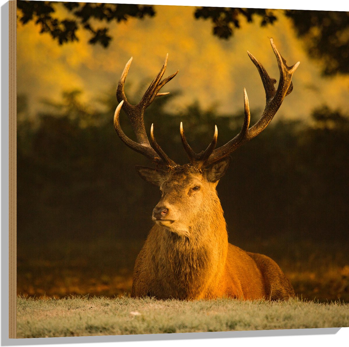 WallClassics - Hout - Liggend Hert - 80x80 cm - 9 mm dik - Foto op Hout ...