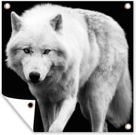 Tuinposters Wolf - Dier - Zwart - Wit - 50x50 cm - Tuindoek ...
