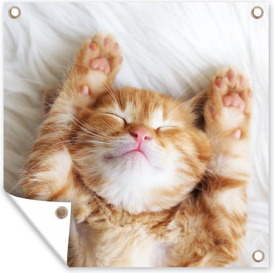 Tuinposters Kat - Rood - Huisdieren - Kitten - 50x50 cm - Tuindoek ...