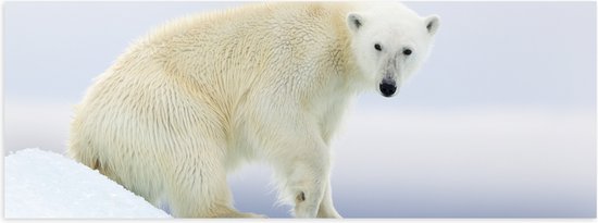 Poster (Mat) - IJsbeer in de Spitsbergen - 90x30 cm Foto op ...