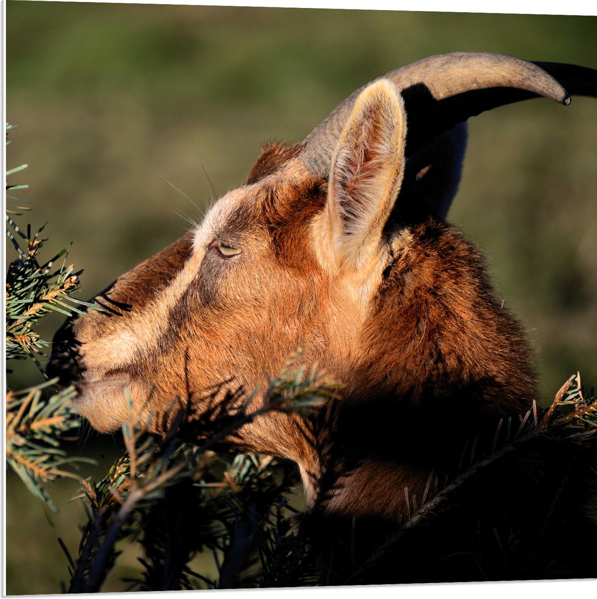 WallClassics - Plaque de Mousse PVC - Dos de Tête de Chèvre - 80x80 cm ...